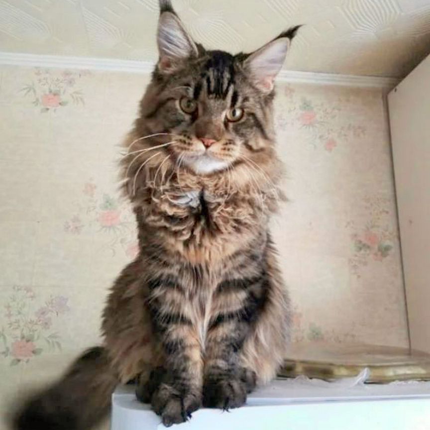Котята мейн-кун