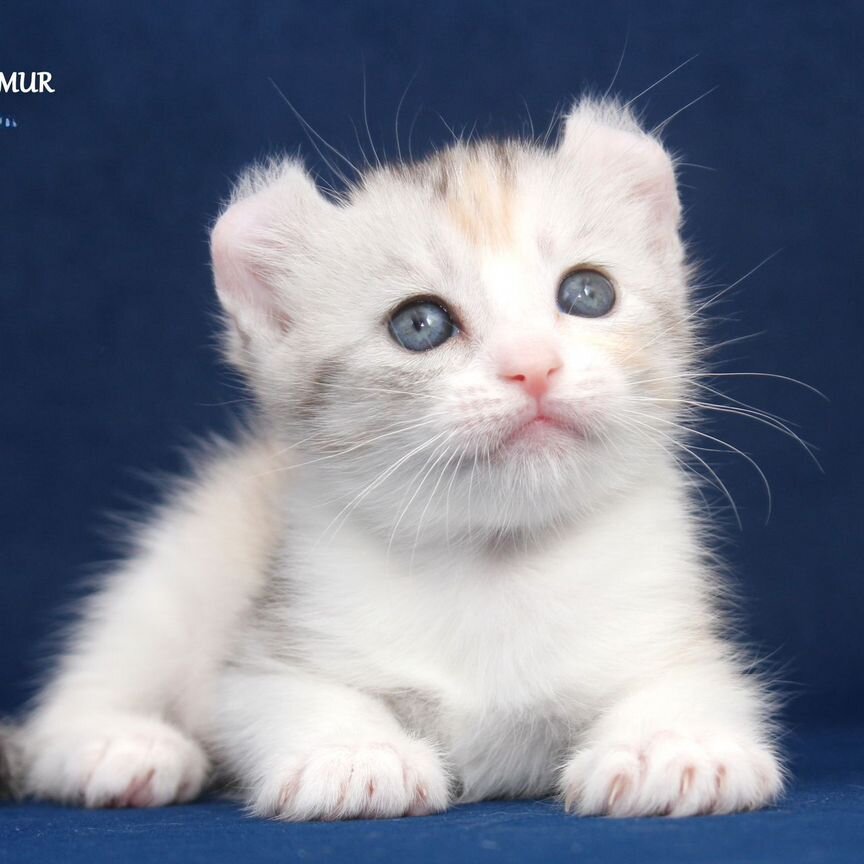 Котенок американский керл