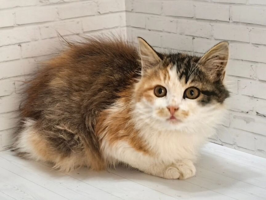 Милая трёхцветная кошечка