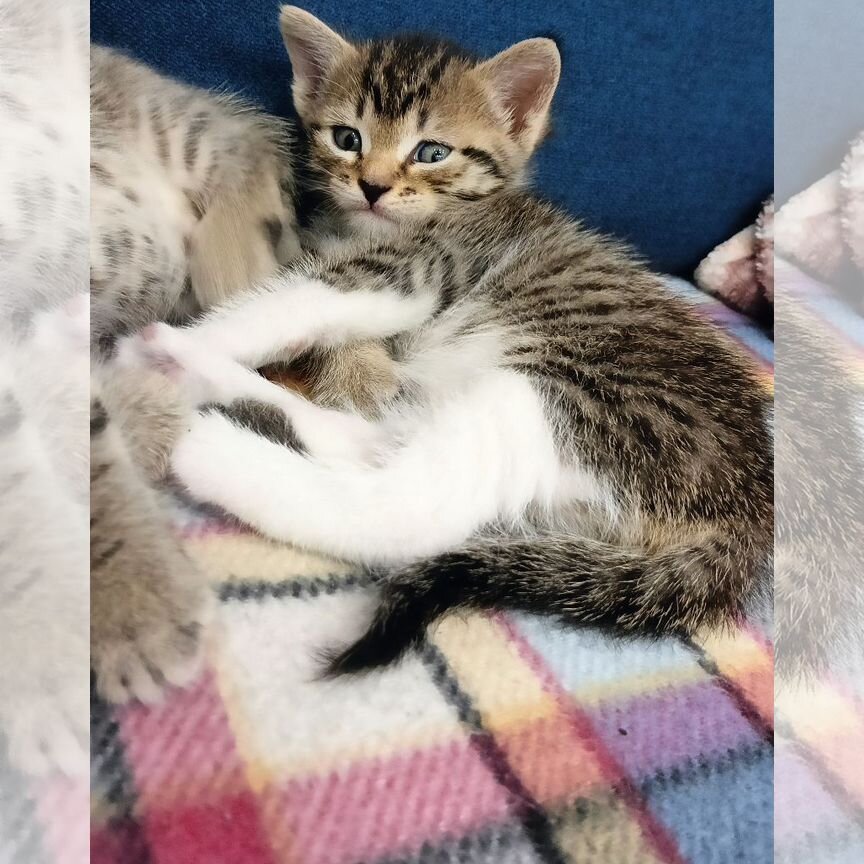 Котёнок в добрые руки