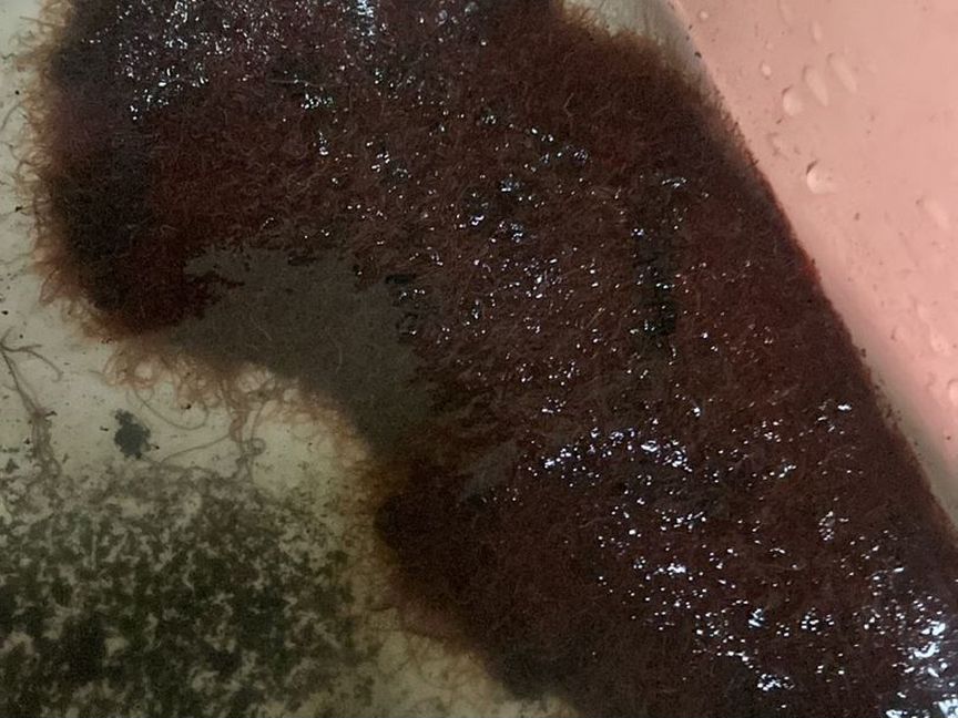 Живой трубочник