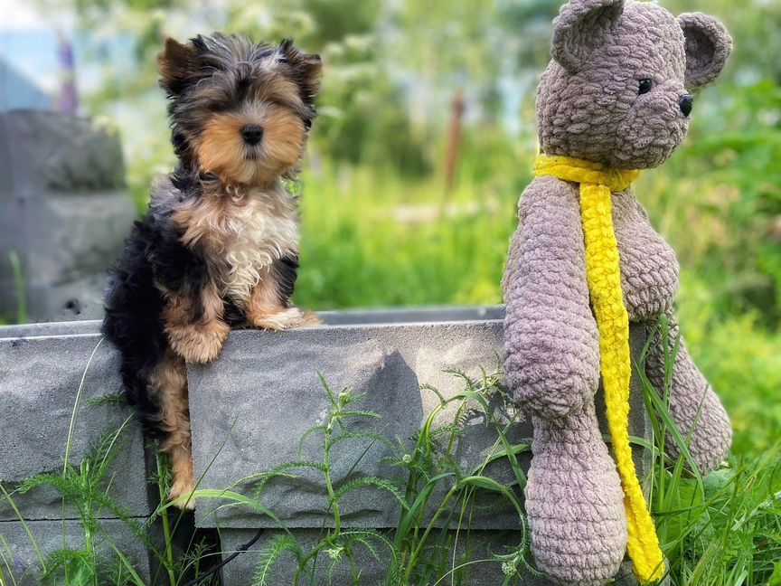 Парень балдёж (мерль,доставка)