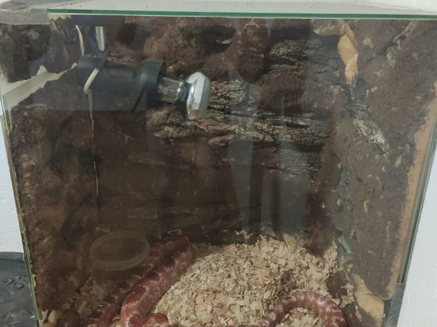 Террариум для рептилий