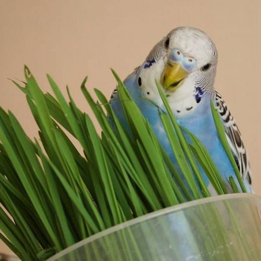 Волнистые попугаи