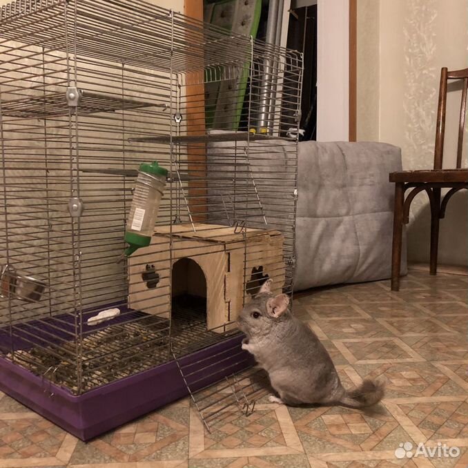 Продаю шиншиллу