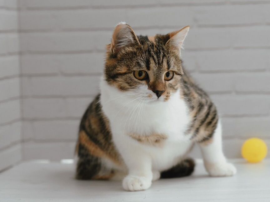 Котенок Рыся в добрые руки