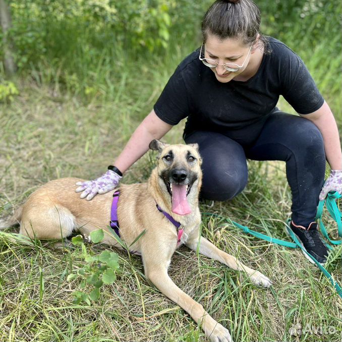 Собаке Лире из приюта нужен дом
