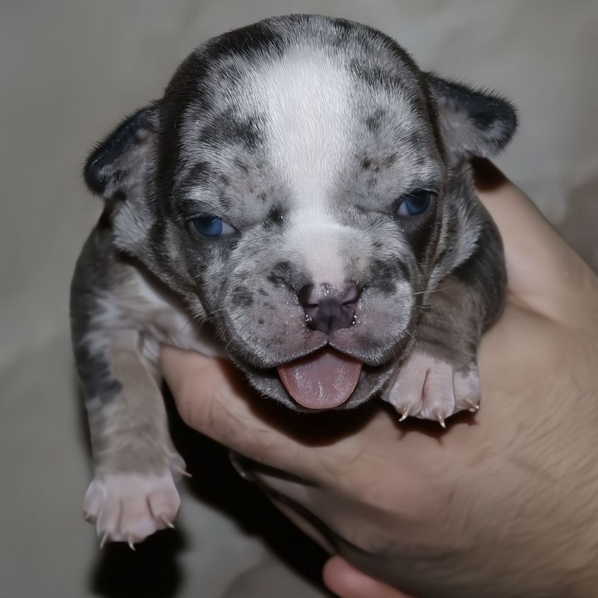 Американский булли, щенок