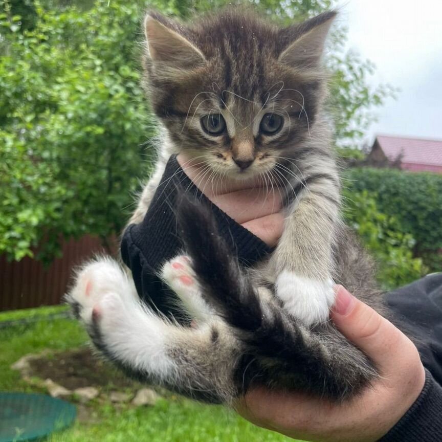 Котята 1.5мес