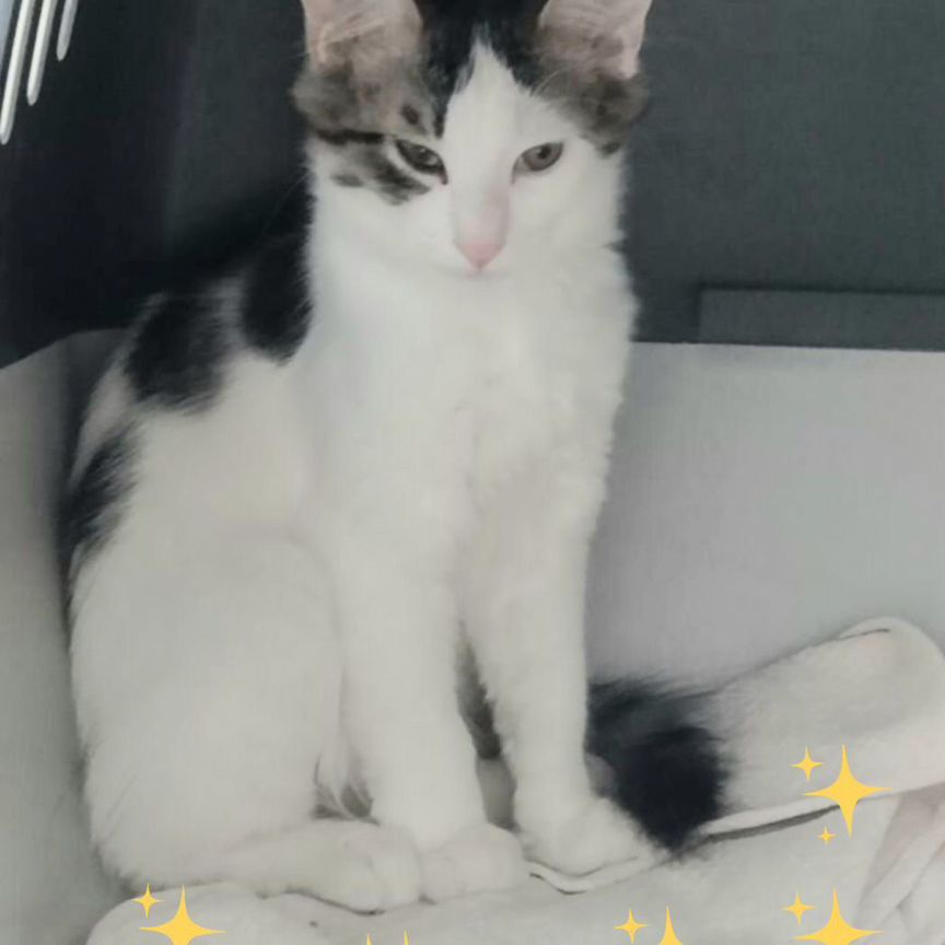 Воспитанные, ласковые,молодые котики