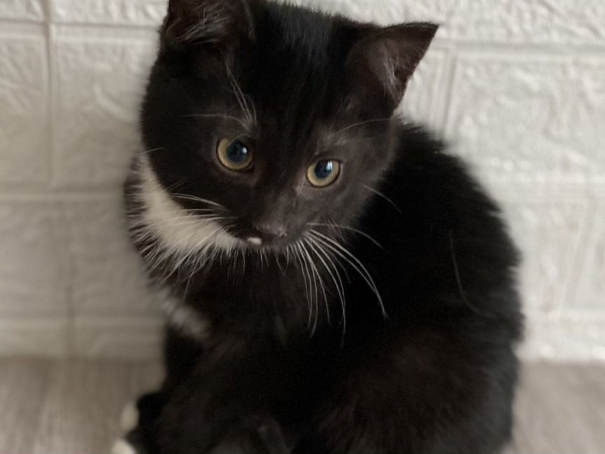 Котёнок Молли 3 месяца