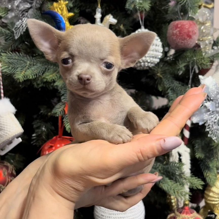 Чихуахуа лиловаяИзюминка