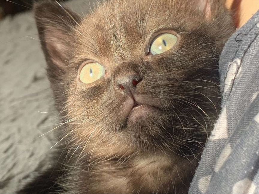 Котики ищут семью