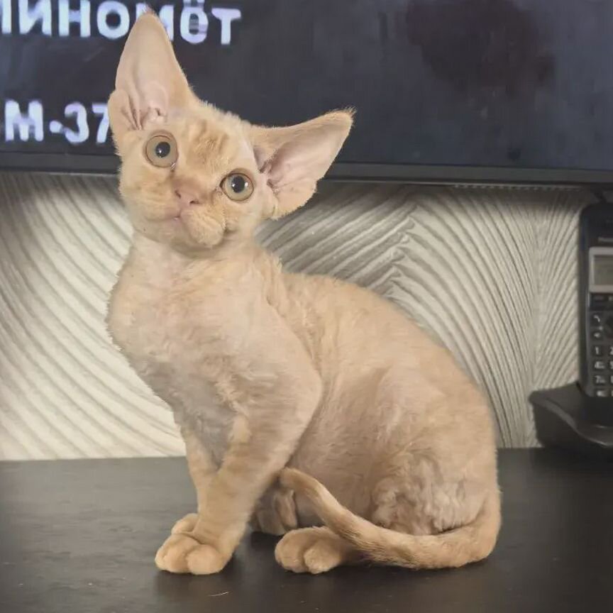 Девон-рекс котёнок