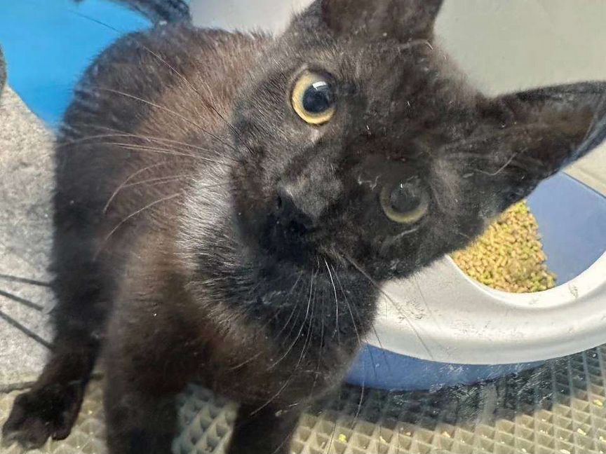 Котенок ушастик