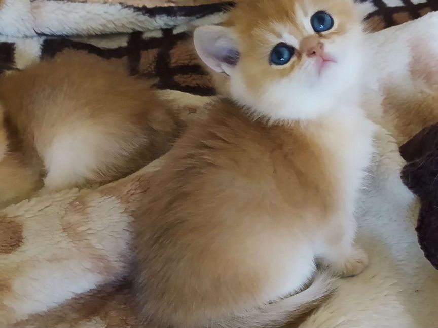 Сладкий котик золотая шиншилла с родословной