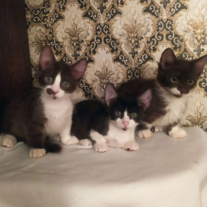 Котята манчкин коротколапые