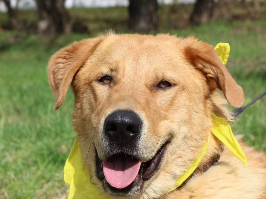 Собака Ланселот ищет дом из приюта