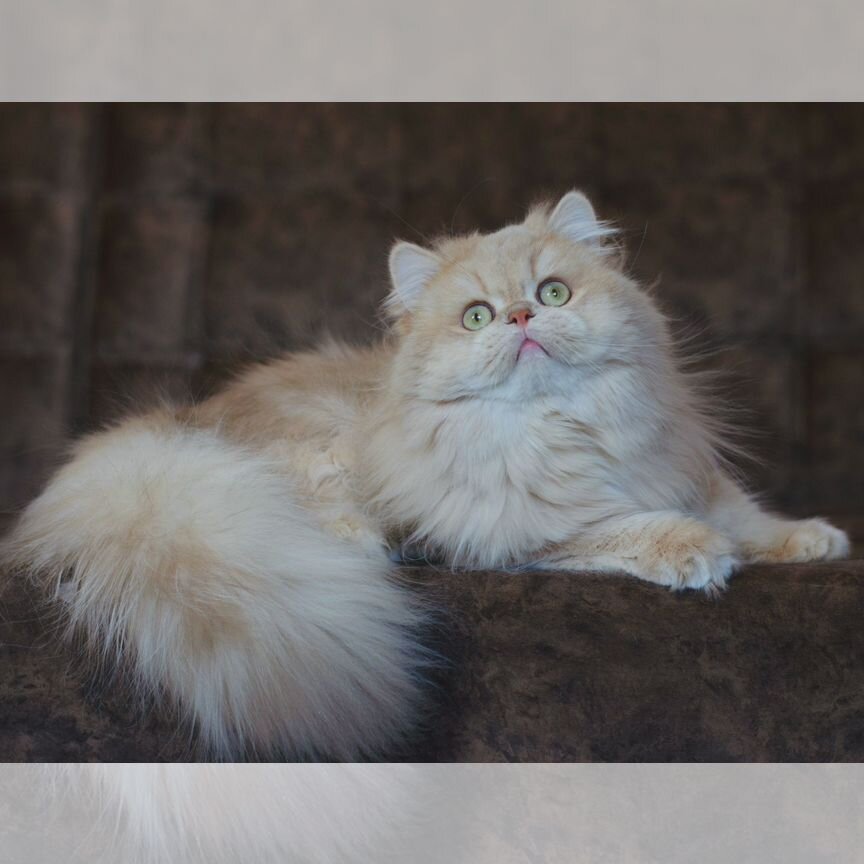 Лиловая золотая шиншилла мальчик