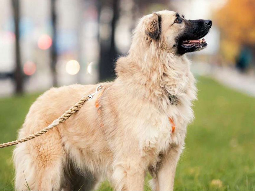 Красивая собака из приюта ищет дом