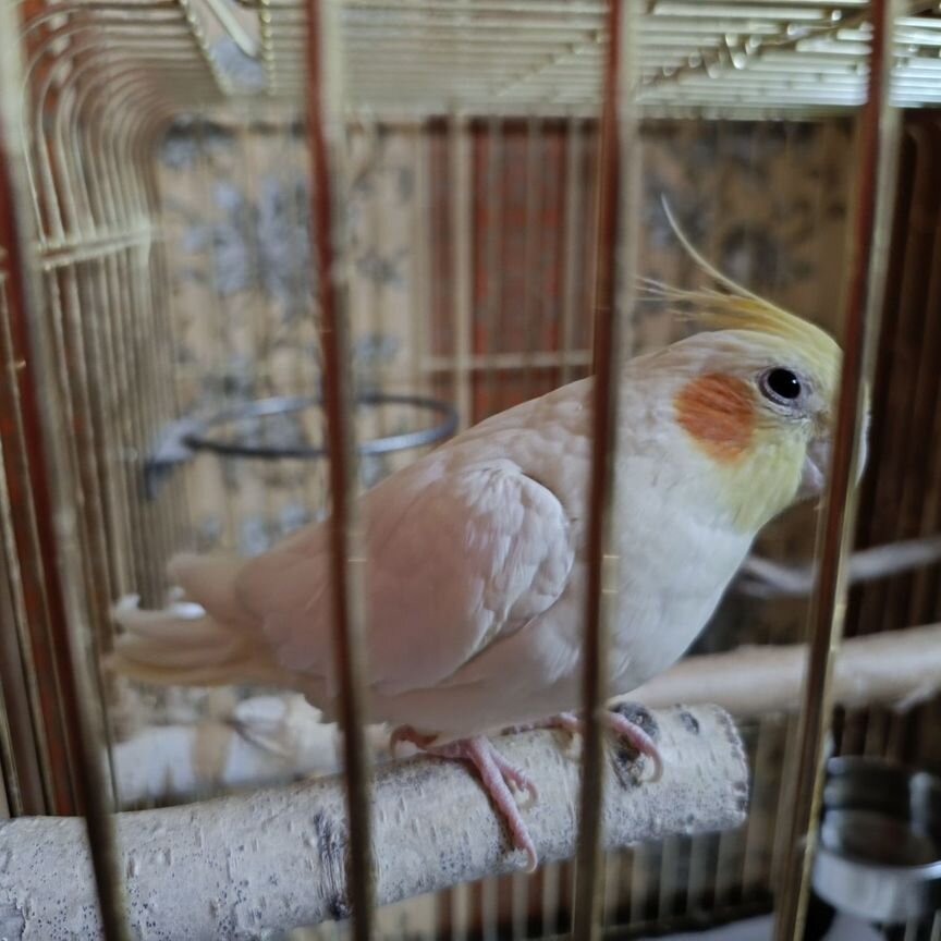 Попугай корелла, самка