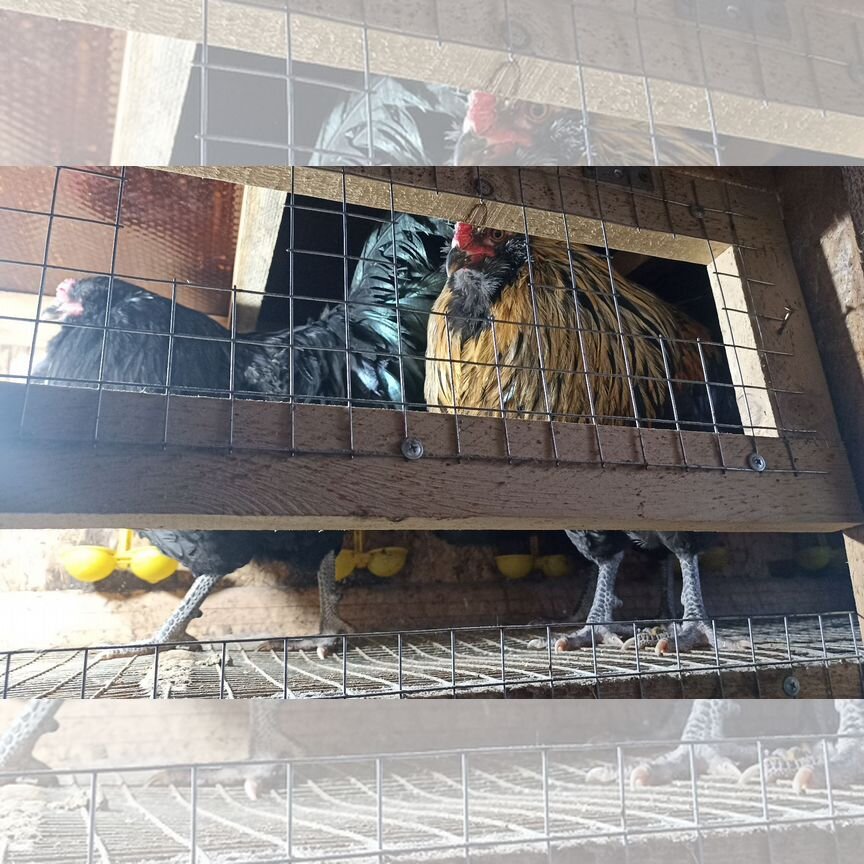 Продам петухов