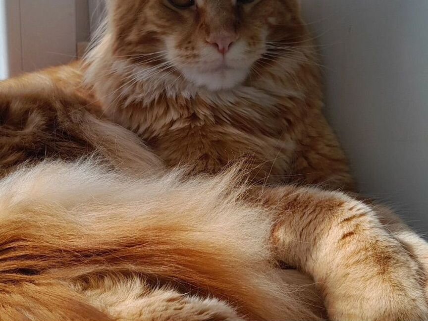 Мейкун бесплатно