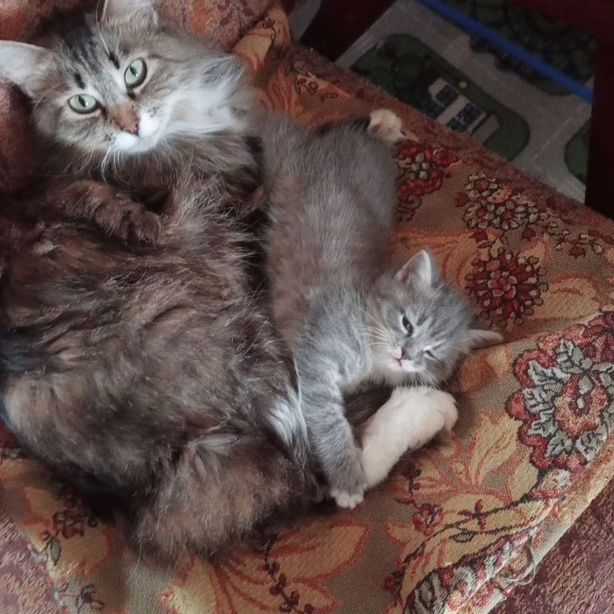 Отдам котенка в добрые руки