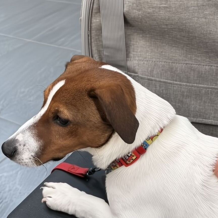 Джек-рассел-терьер, щенок