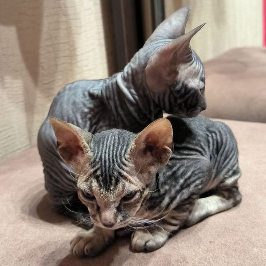 Донской сфинкс котёнок