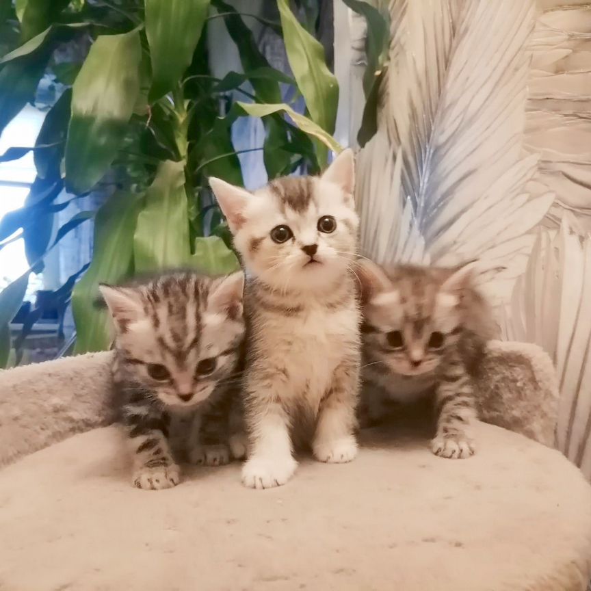 Шотландские прямоухие котята