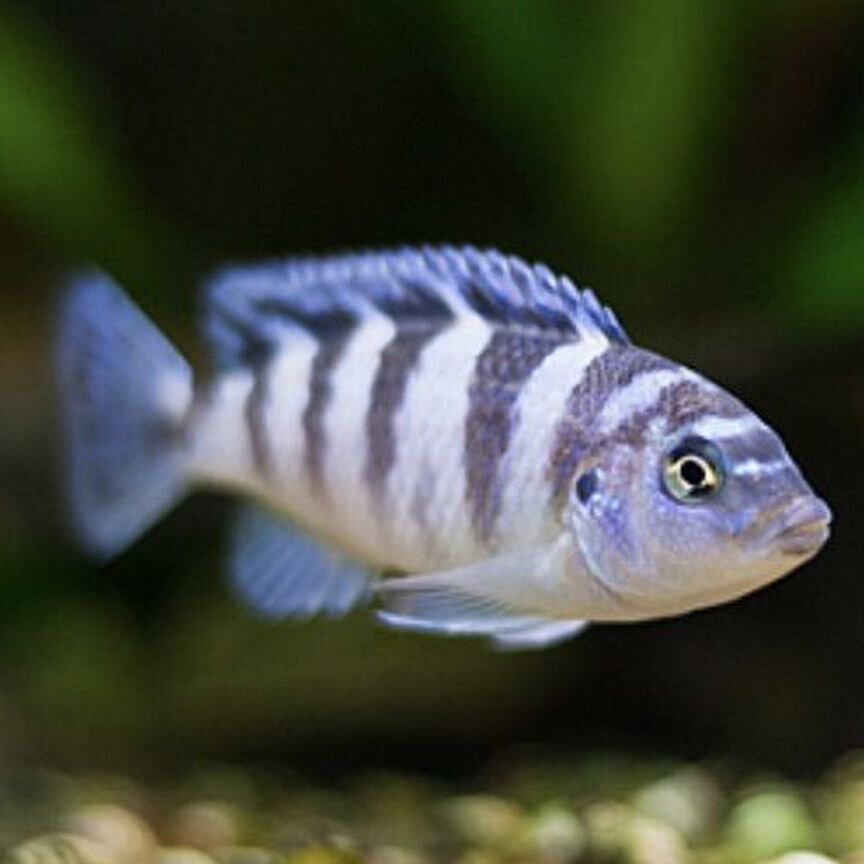 Аквариумные рыбы цихлиды