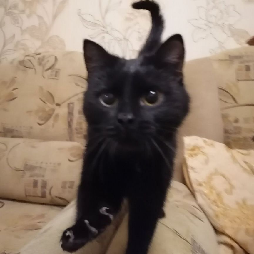 Взрослая, кошка в добрые руки