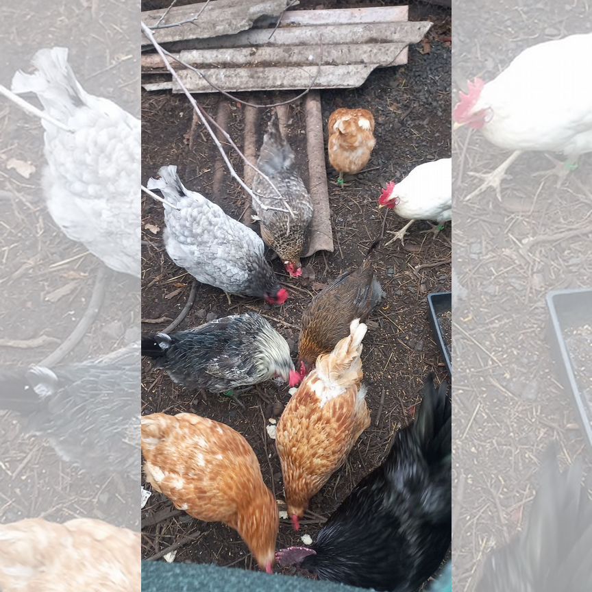 Куры несушки