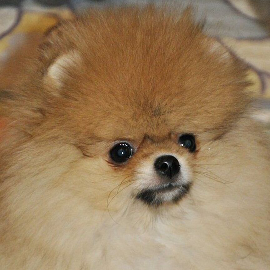 Померанский шпиц, щенок