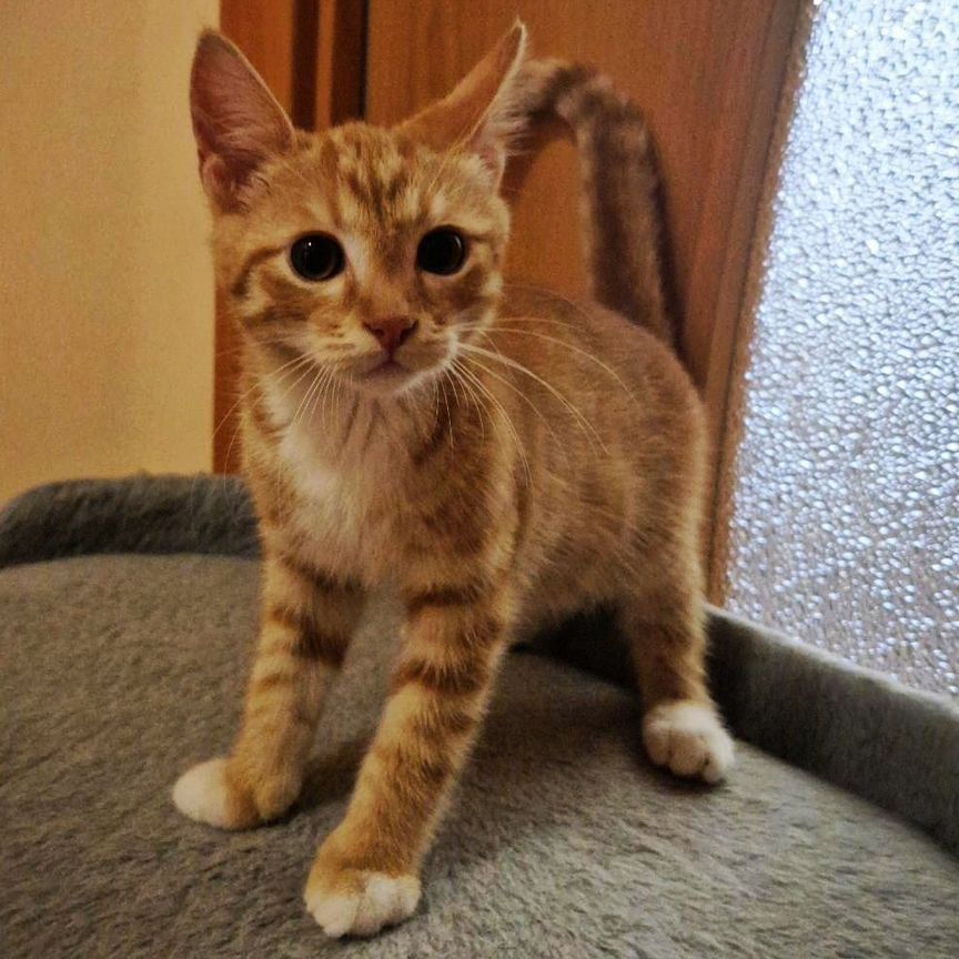 Котёнок в добрые руки