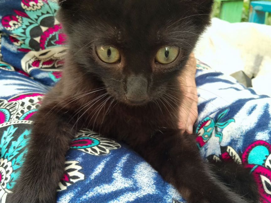 Котенок чёрный в добрые руки