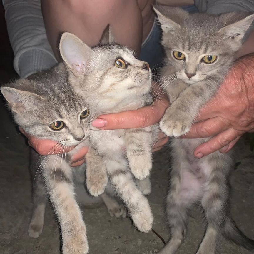 Котята