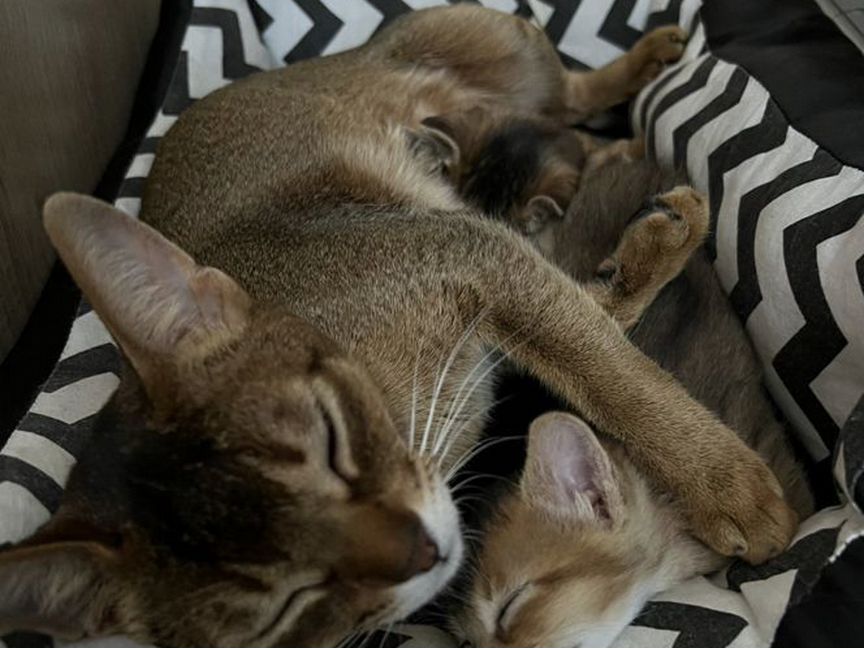 Абесинские котята