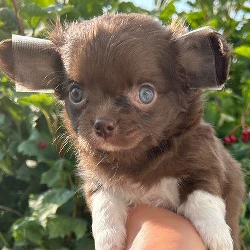 Чихуахуа Додик