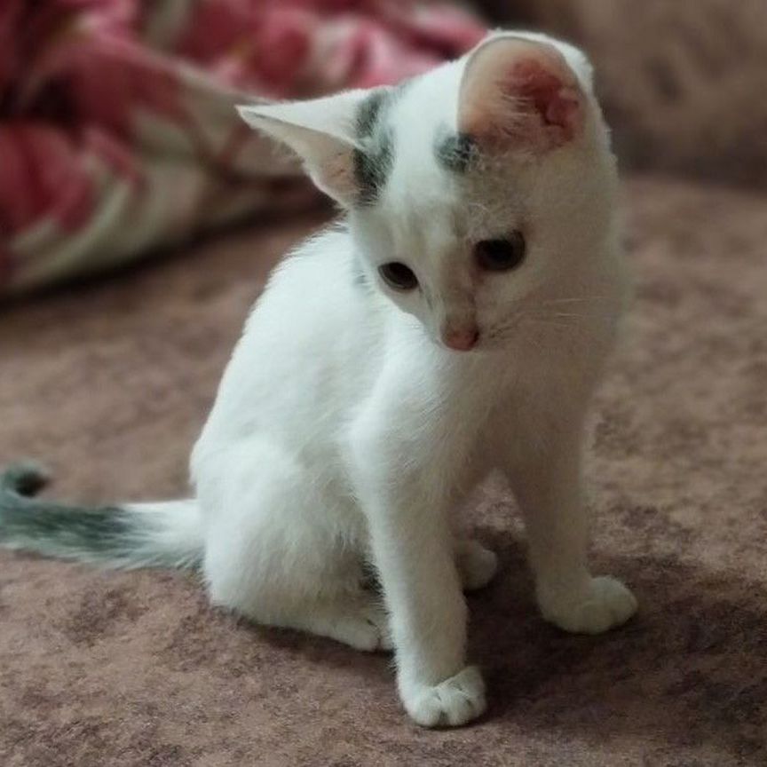 Белый котенок девочка