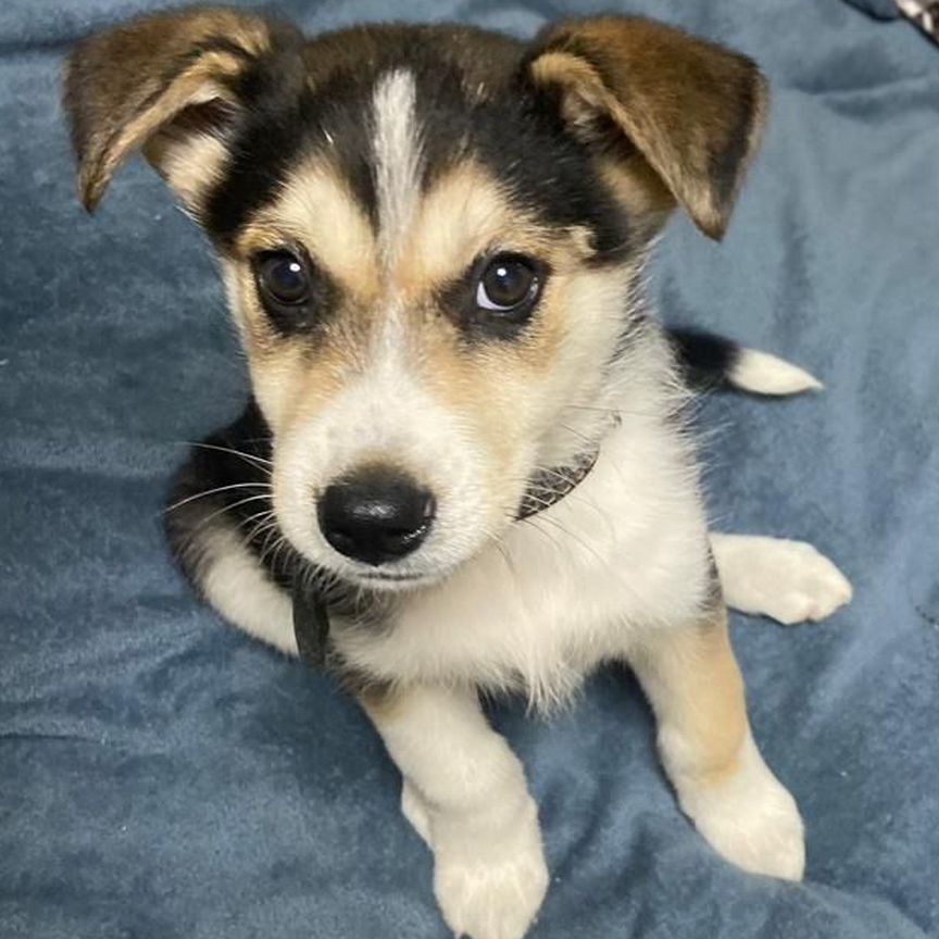 Щенок в добрые руки