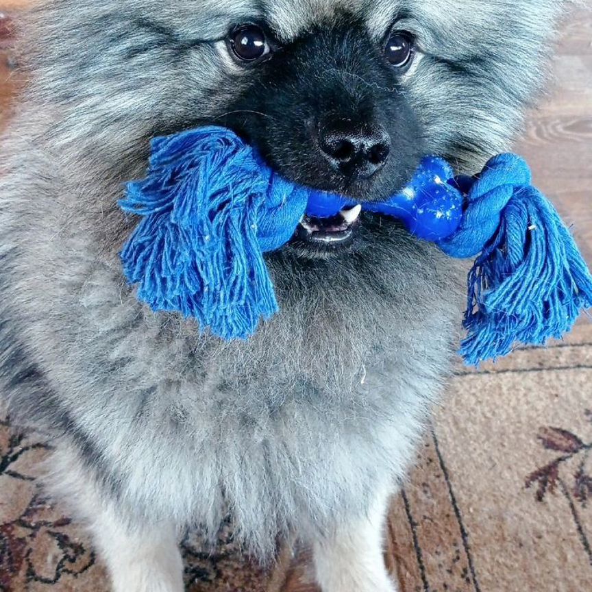 Ищем невесту. Вольф шпиц