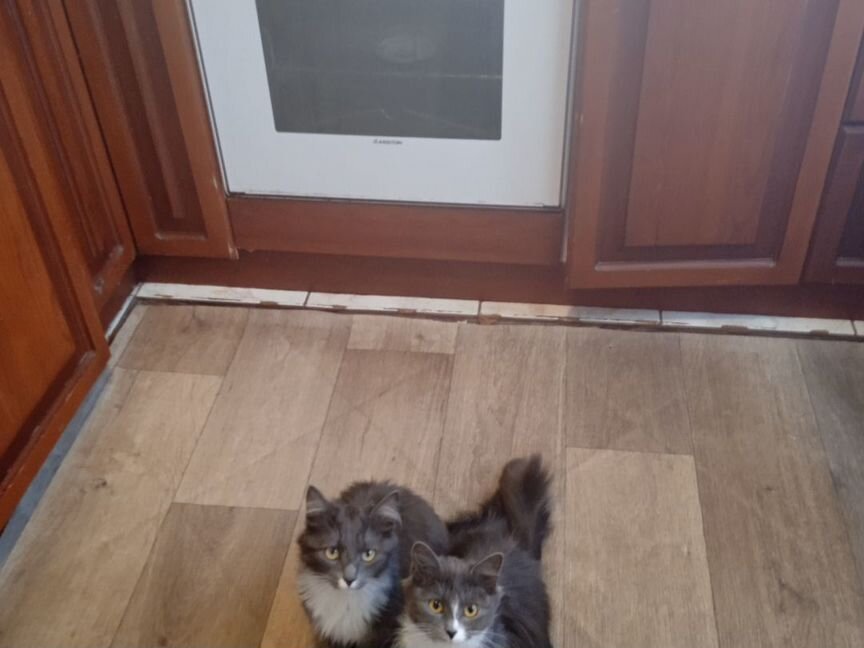 Котята ищут дом