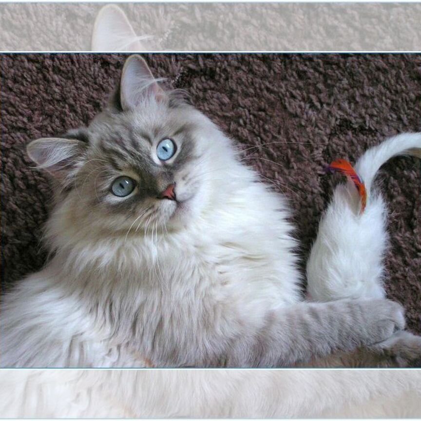 Невская маскарадная, взрослая кошка