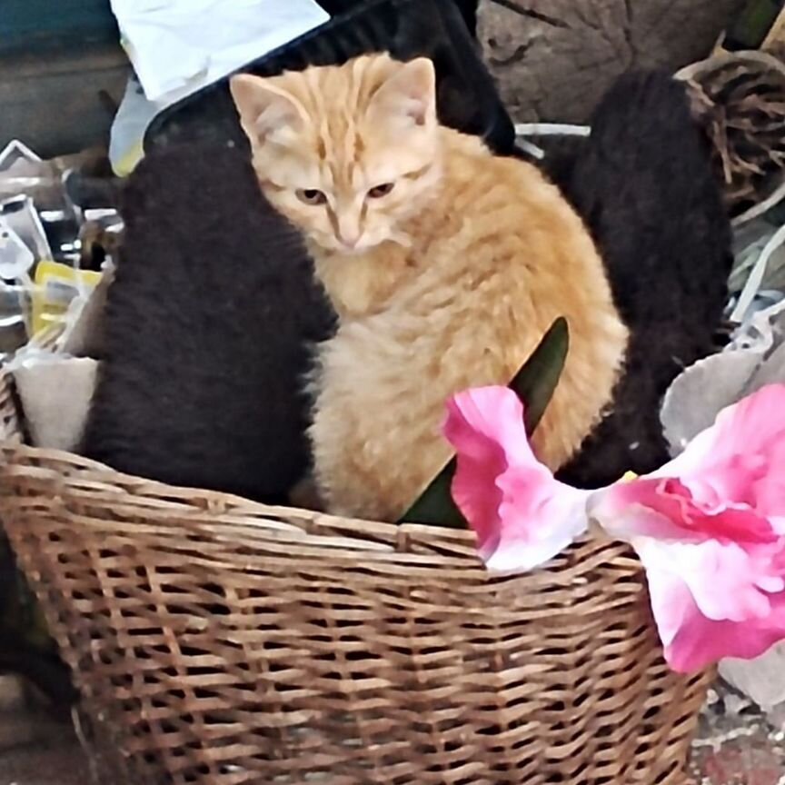 Золотой котёнок