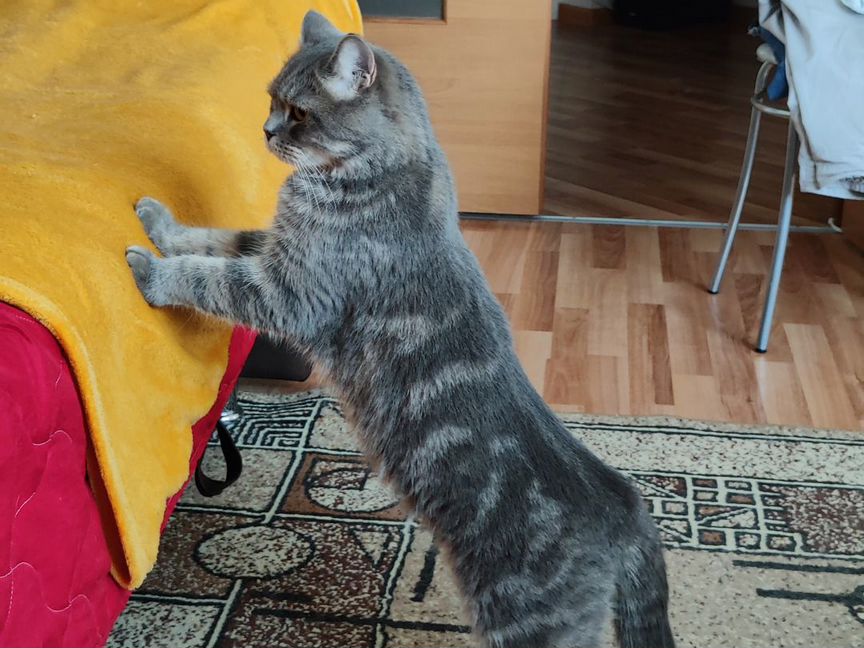 Отдам кота (британец)