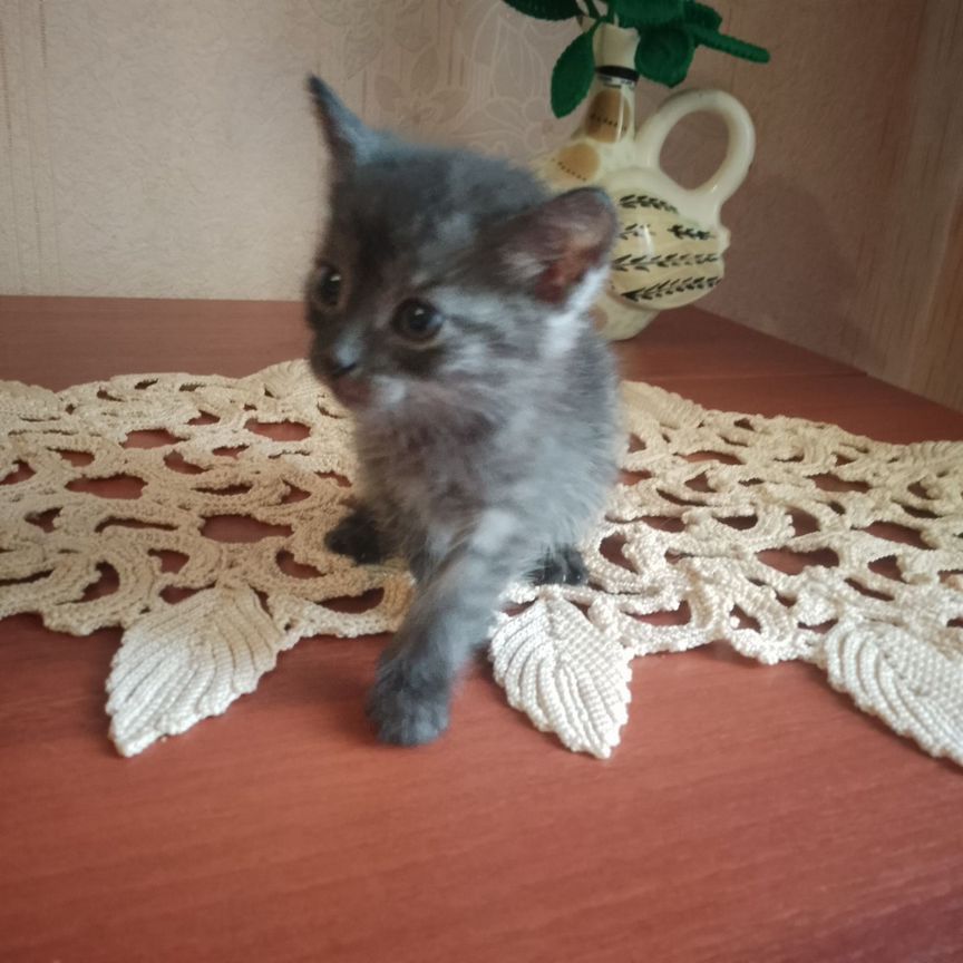 Котята "звездный десант"