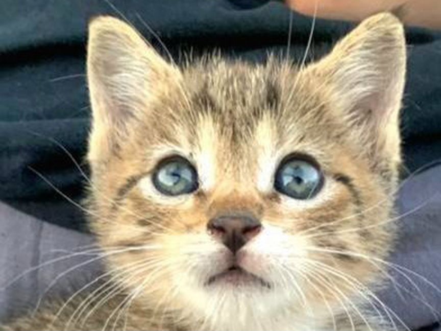 Котенок мальчик Кузя 1.5мес в дар