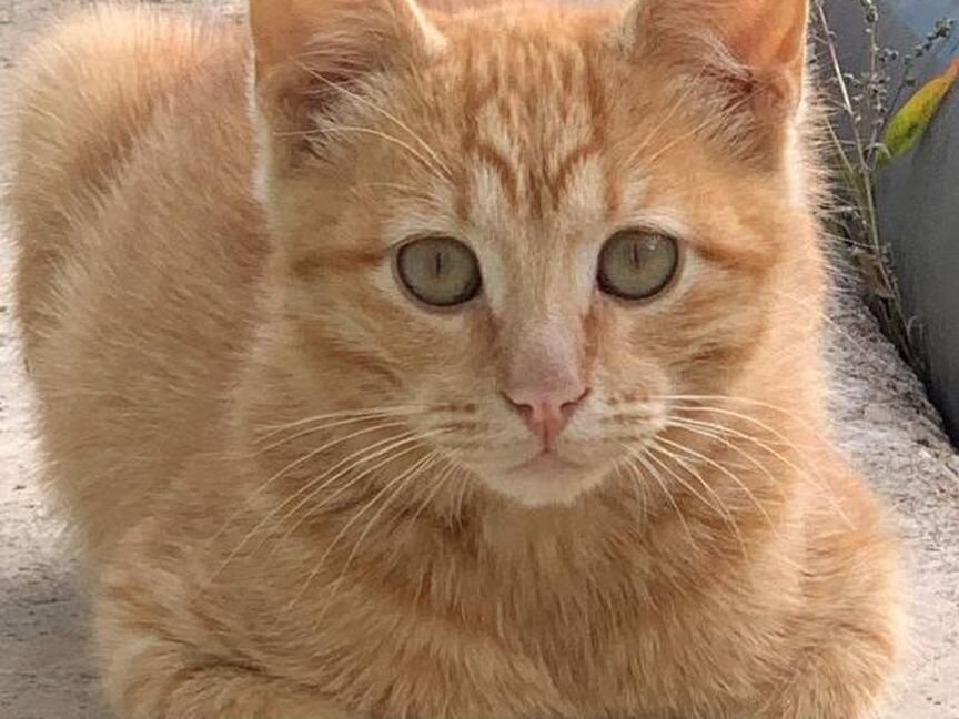 Котёнок Пиксель 5 мес ищет дом